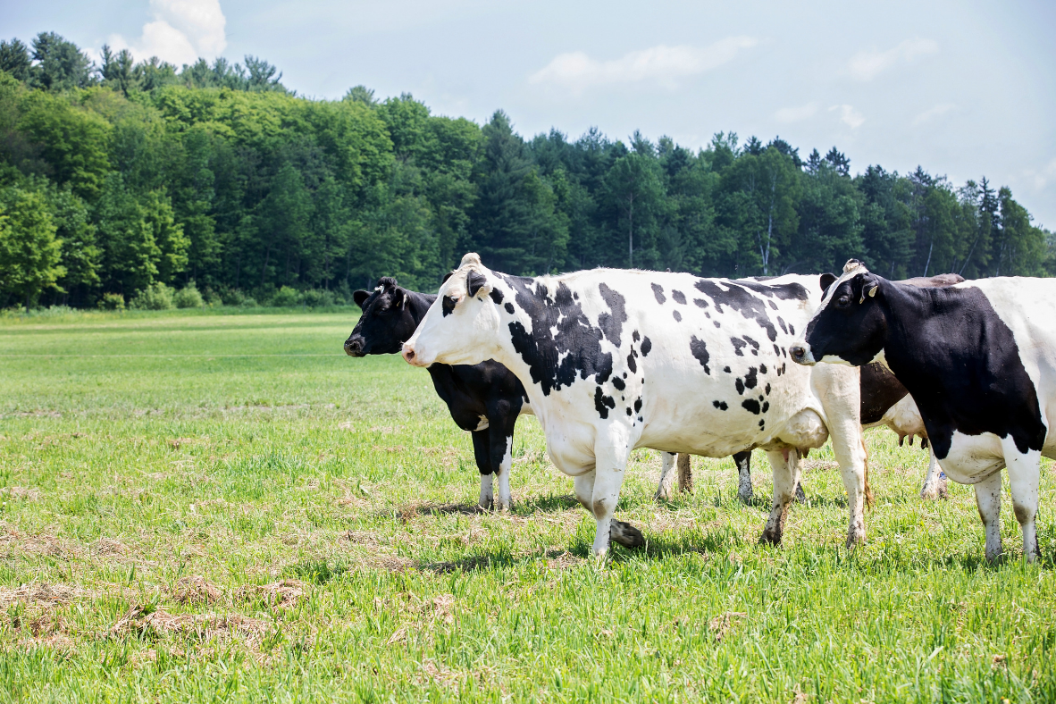 Les lignes directrices pour la certification de la production de lait ...