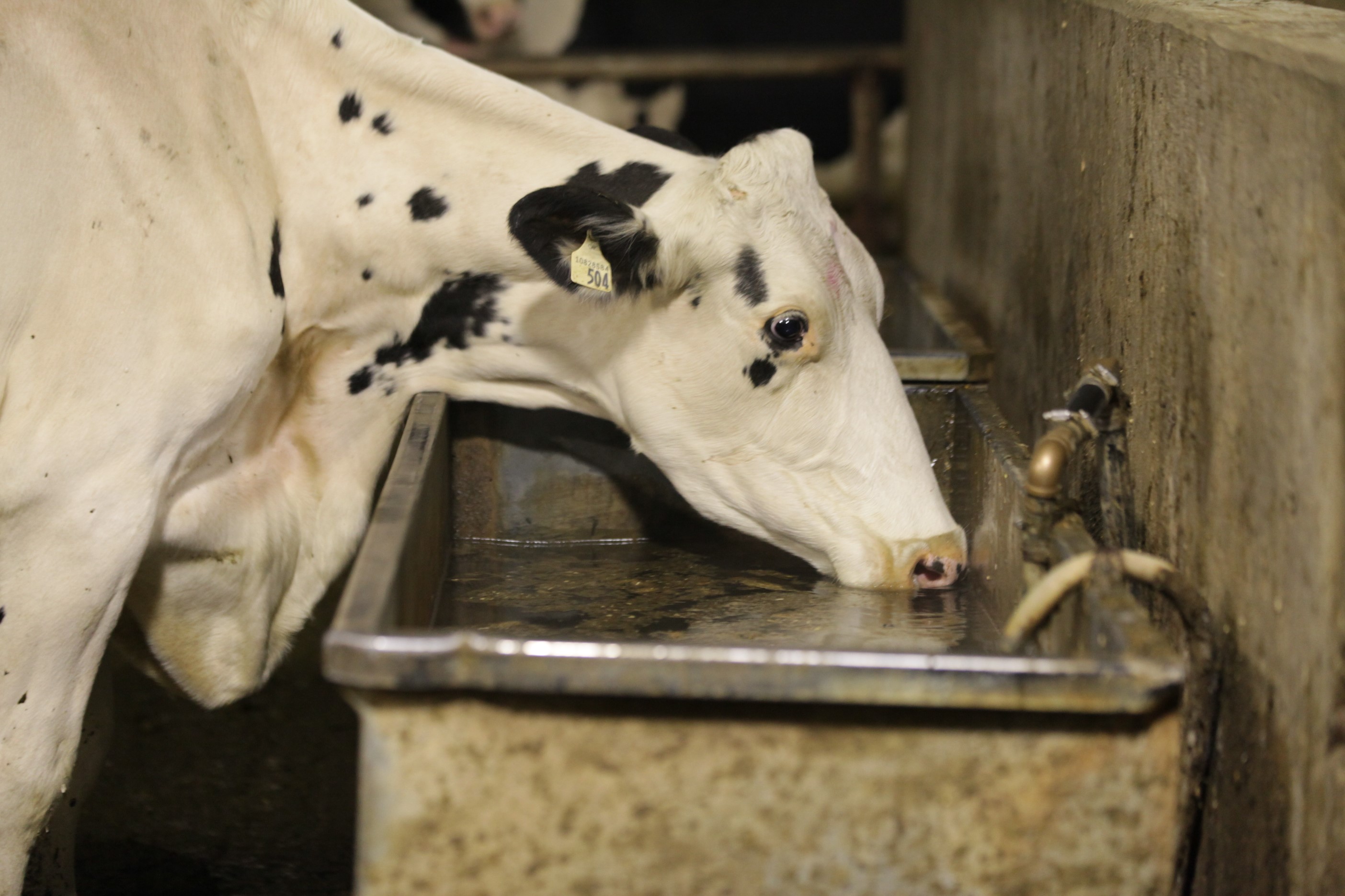 Comment décidez-vous de la diète des vaches? Est-ce que toutes les ...